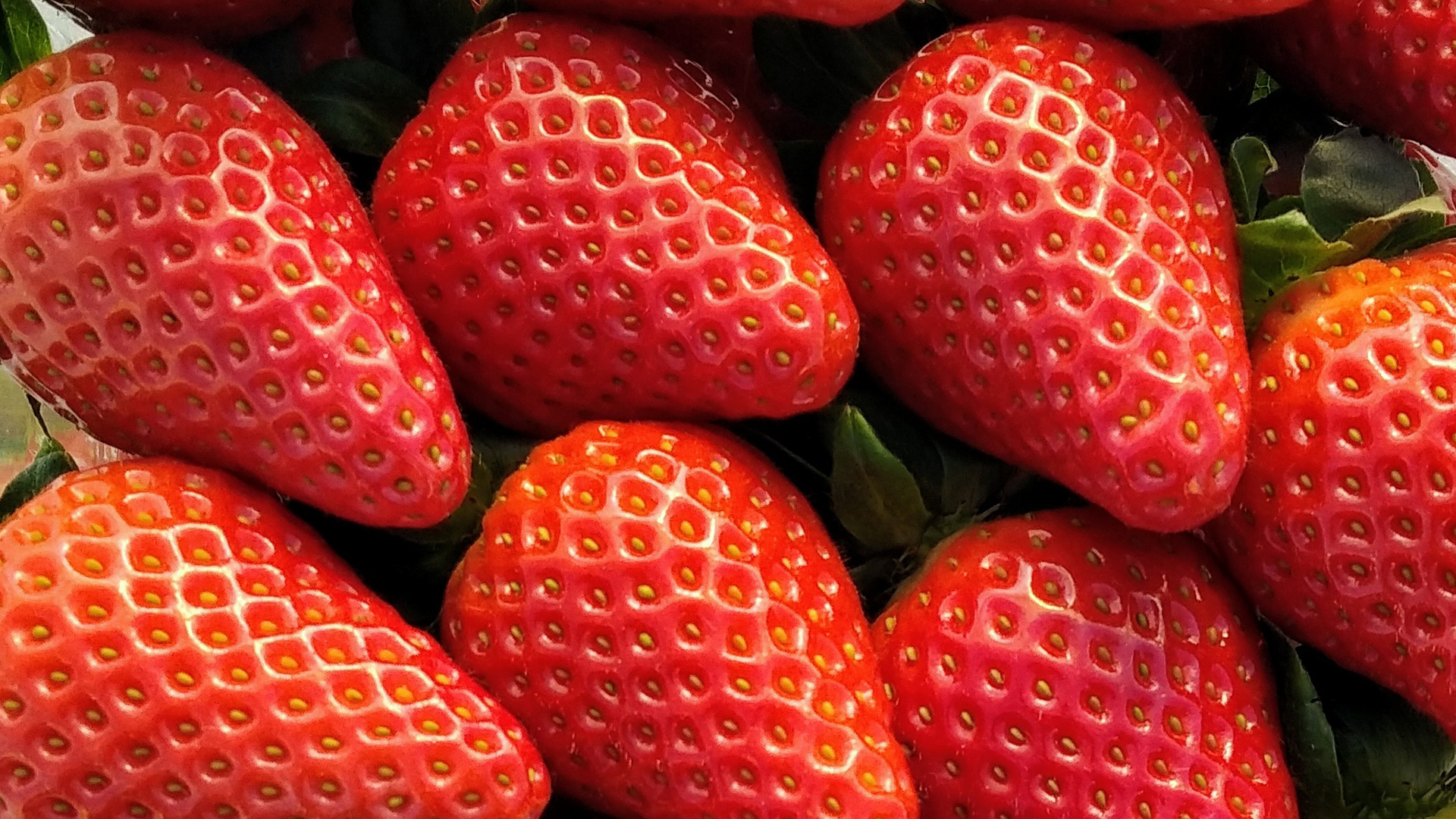 Inicio - Fresas NM - Obtentores de variedades de fresas y frambuesas