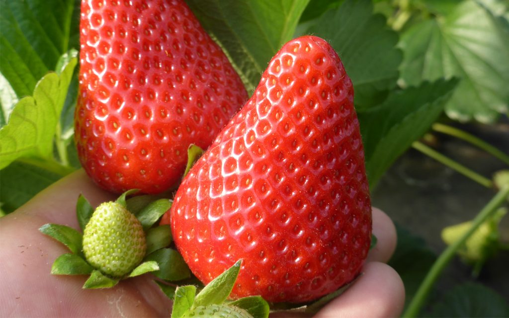 Inicio - Fresas NM - Obtentores de variedades de fresas y frambuesas