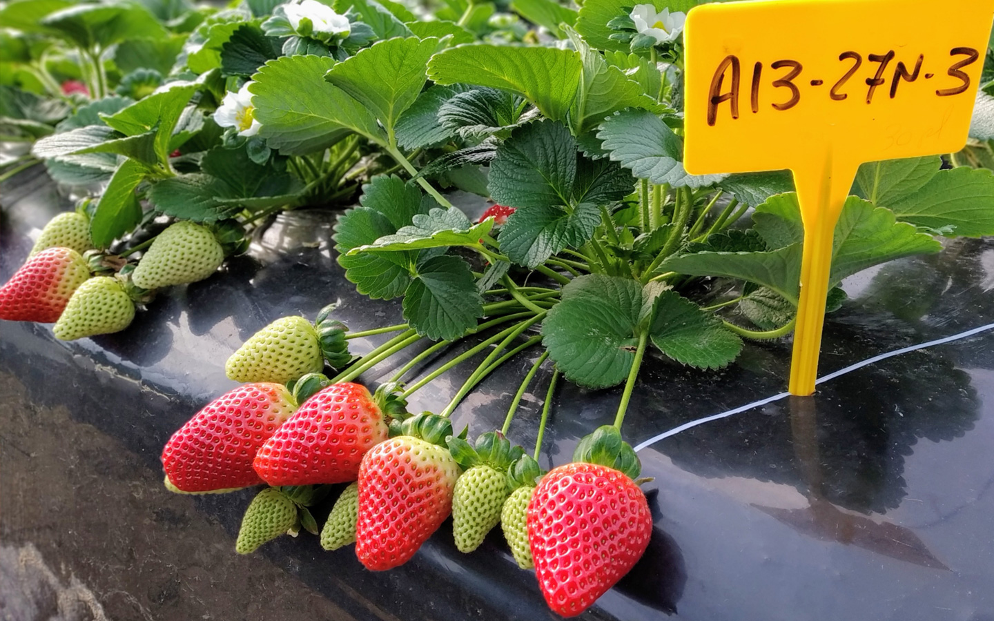 Otras variedades - Fresas NM - Obtentores de variedades de fresas y ...